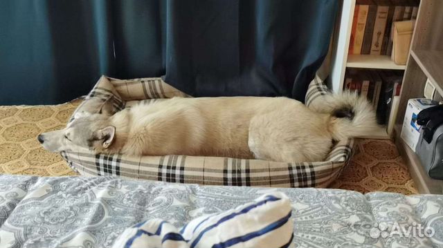 Пёс