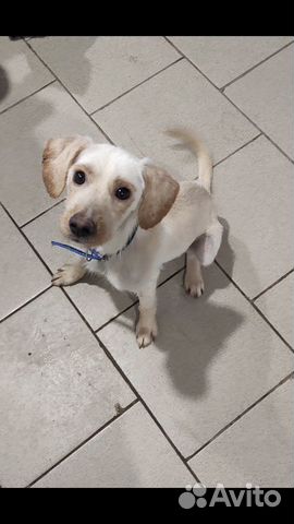 Отдам щенка в добрые руки