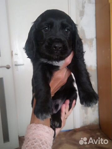 Продаю щенков