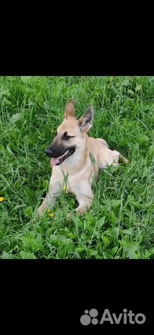 Собаки бесплатно в добрые руки щенки