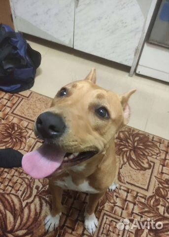 Собака Стаффорд