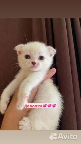 Шотландские вислоухие котята и прямоухие котята