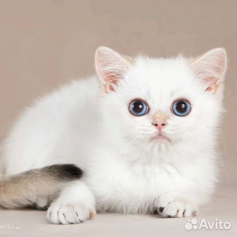 Мальчик золотая британская шиншилла колор поинт