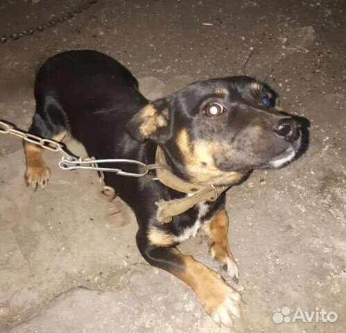 Метис таксы