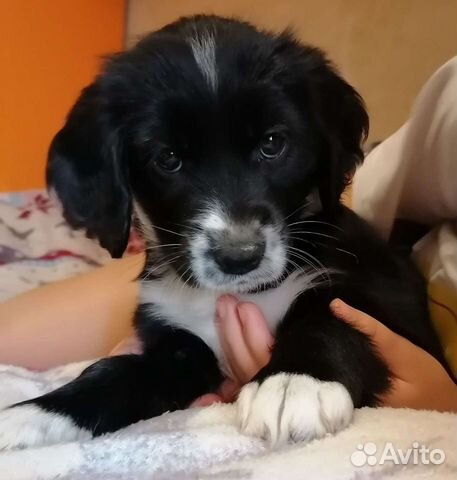 Собака
