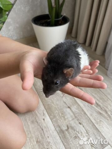 Крыса дамбо мальчик