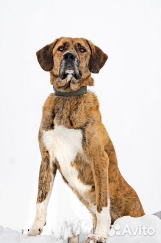 Собака. Кобель в добрые руки