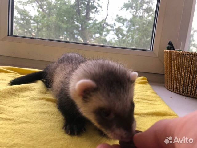 Хорек (фретка)