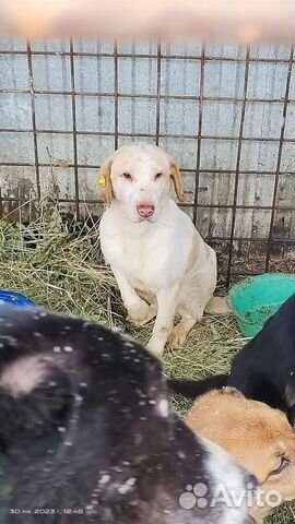 Собака в отлове. Стерилизованая