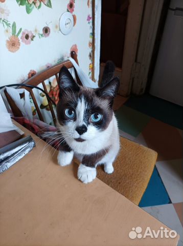 Коротколапая кошка манчкин