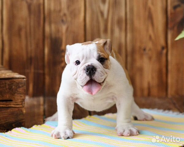 Мальчики бульдожки