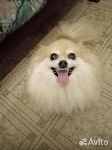 Отдам в добрые руки собачку шпиц померанский