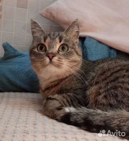 Кошки в добрые руки