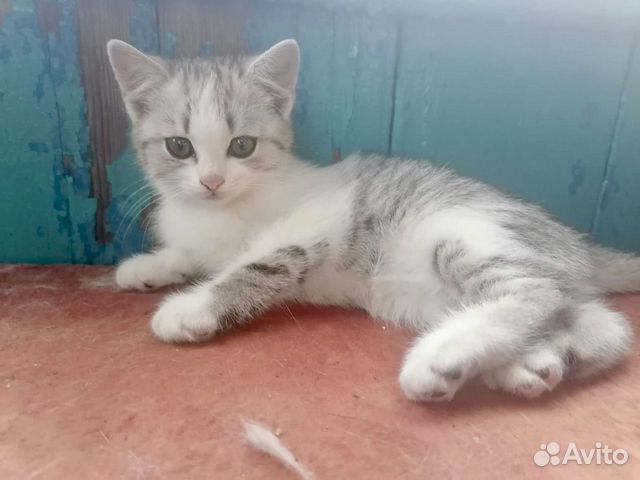 Маленькая кошечка (2 мес) ищет дом