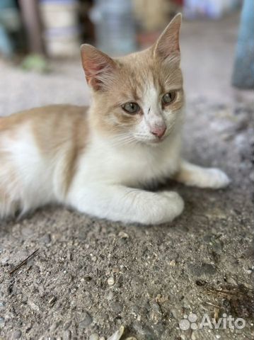 Котеночек мечтает о семье