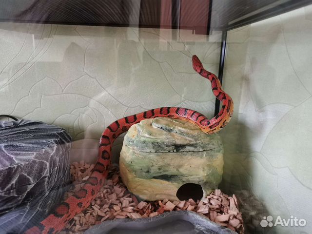 Маисовый полоз самец