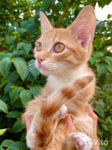 Рыжий котенок девочка Юми, 2 мес