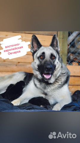 Щенки восточноевропейской овчарки