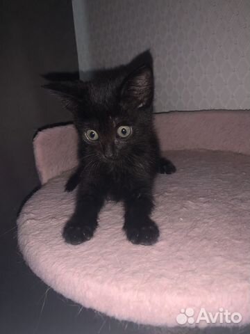 Лилушка котенок