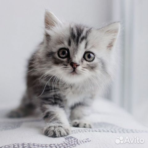 Куколка ищет дом