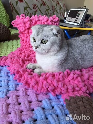 Шотландская вислоухая серебристая кошка