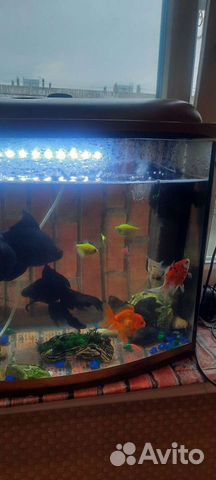 Аквариум