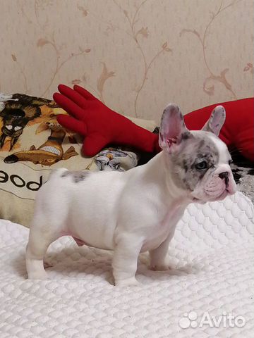 Французская Корзинка счастья