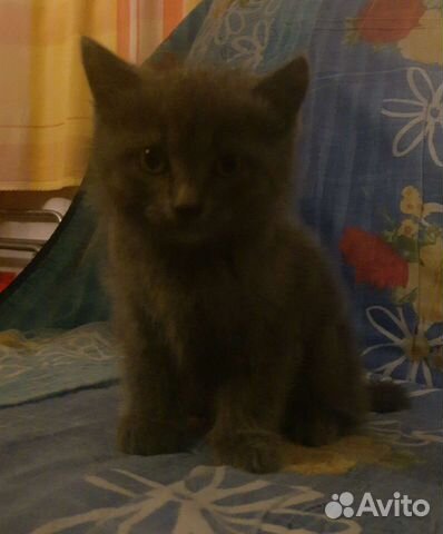 Котята нибелунг