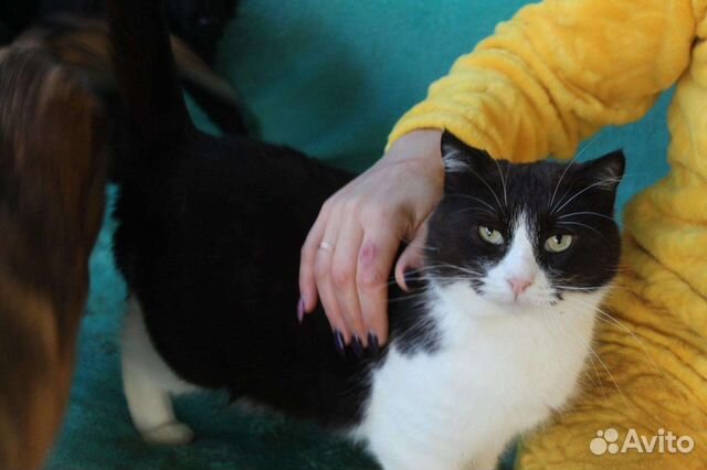 Кот в добрые руки
