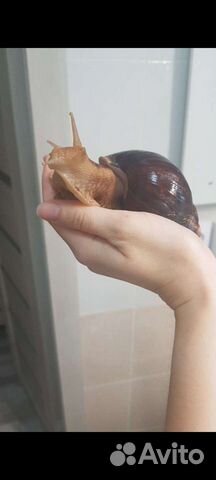 Улитки-ахатины