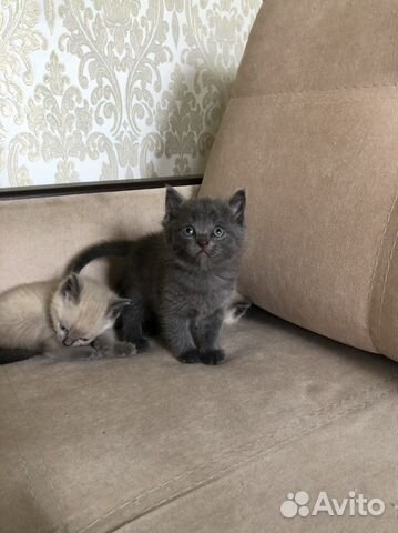 Отдам котенка