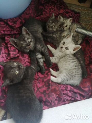 Котята британцы в дар