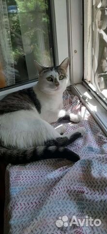Котик