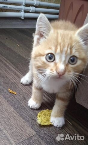 Роскошная, мраморная котодевочка (2,5 мес.)