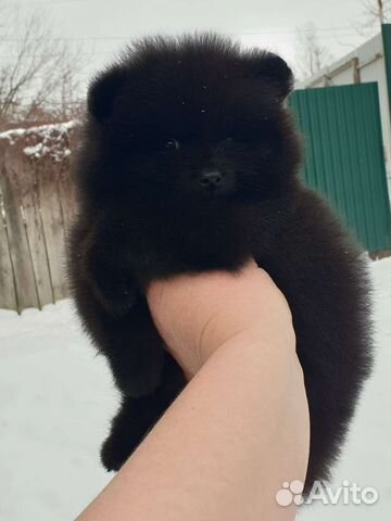 Померанский шпиц мальчик