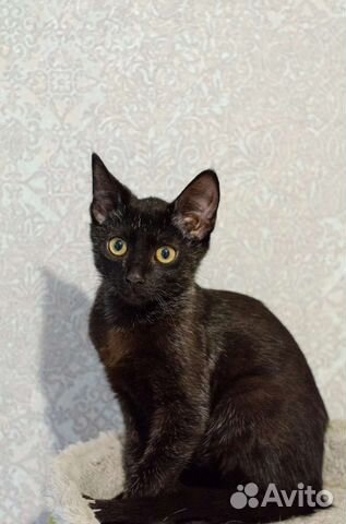 Жгучий брюнет, 3 месяца