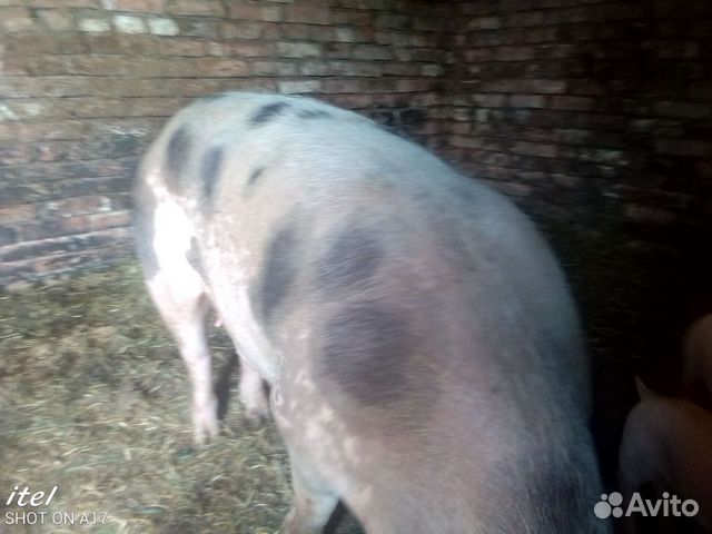 Свиноматка с поросятами