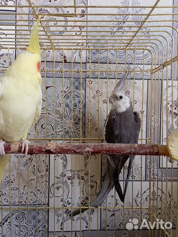 Попугай корелла