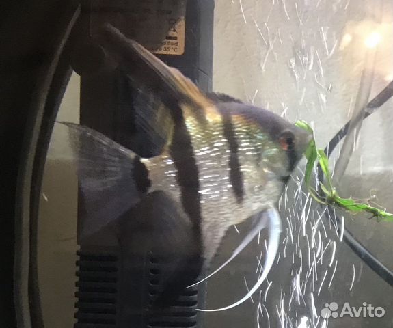 Рыбка Скалярия