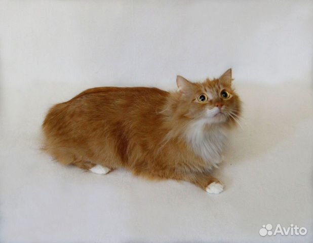 Шикка и эвридика в добрые руки