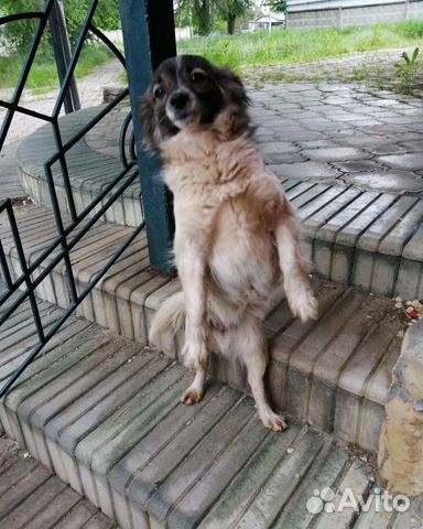 Моня ищет семью