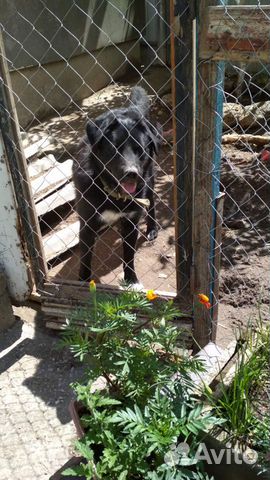 Отдам мальчика помесь лайки