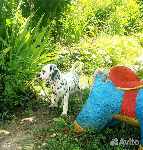 Щенки далматина