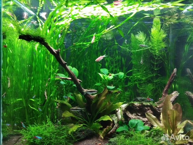 Растения для аквариума: валлиснерия, роголистник