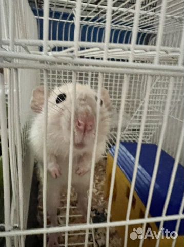 Крысята дамбо с клеткой