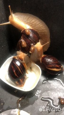 Улитки ахатины бесплатно