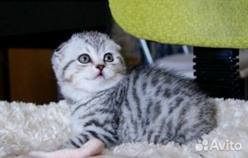 Вислоухие котята пятно на серебре