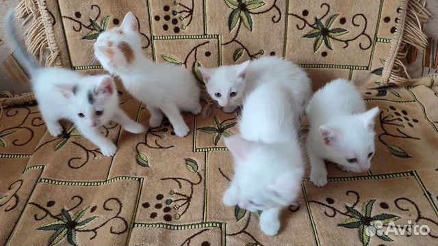 Ищу котятам хороших хозяев