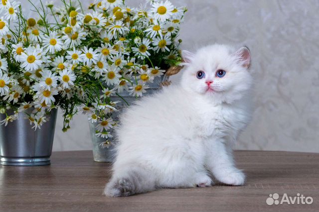 Белоснежный котик