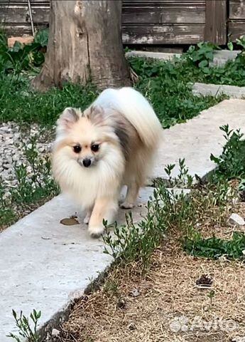 Две подрощенные девочки